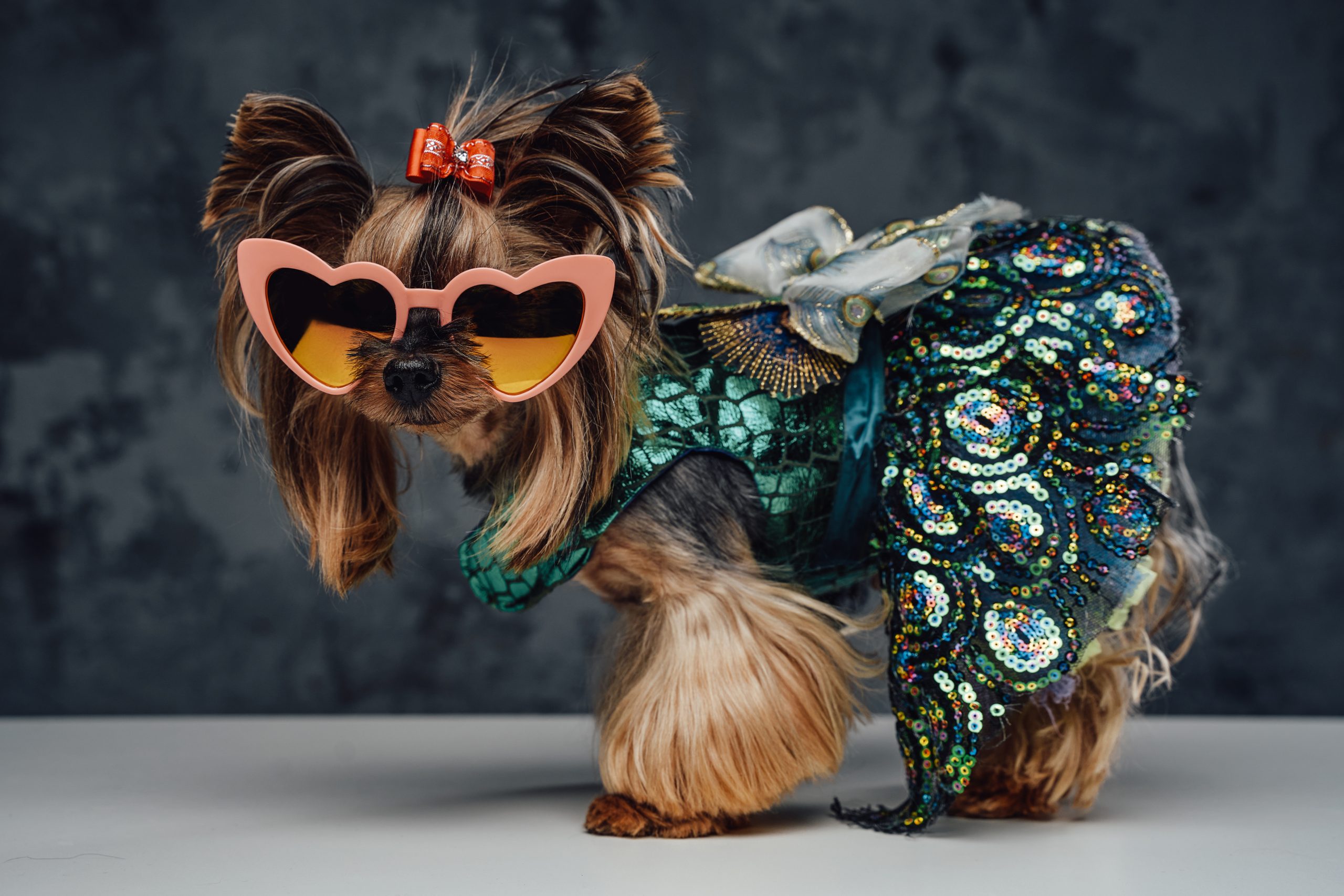 Dog Fashion Trends: Fido's Evolution on the Runway | Savvy Dog Mom
