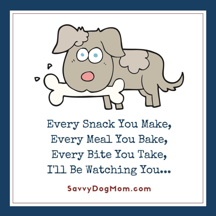 Dog Holidays by Month: The Ultimate Dog Mom Guide | Savvy Dog Mom